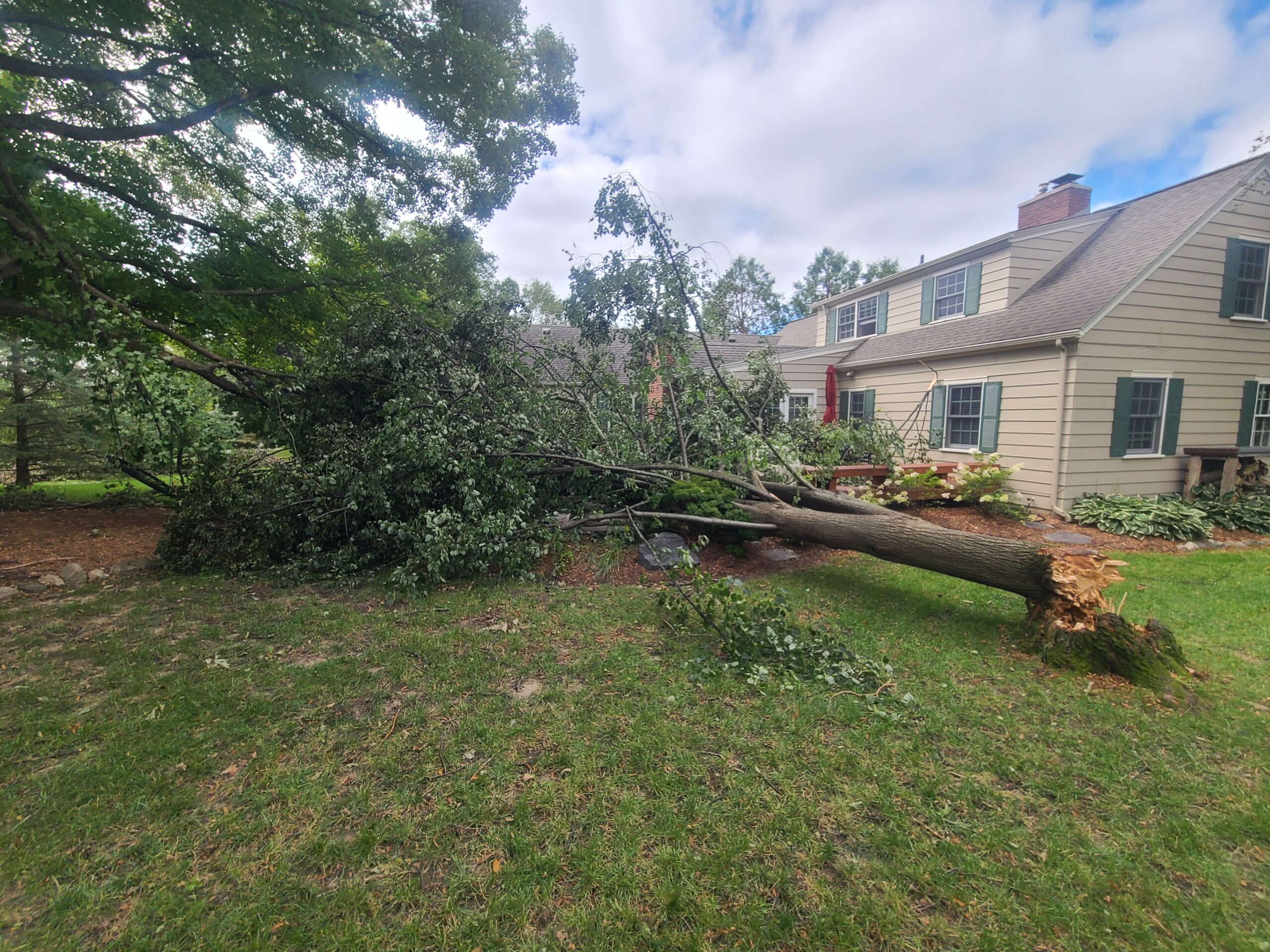 Reviews Arbor Cut Tree Service